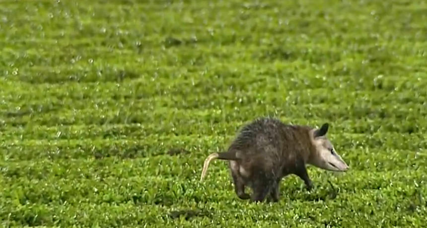 (VIDEO) Adorable moment: Opossum interrupts Costa Rican League match ...