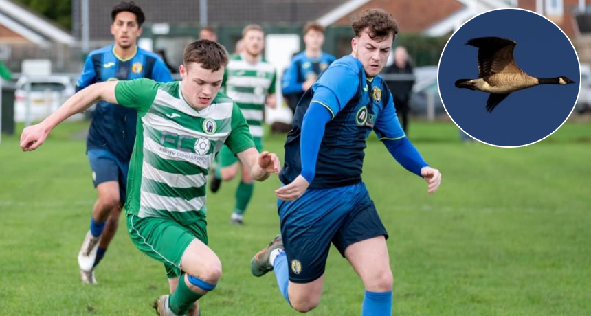 Ninth-tier English match called off due to... goose droppings | Dailysports